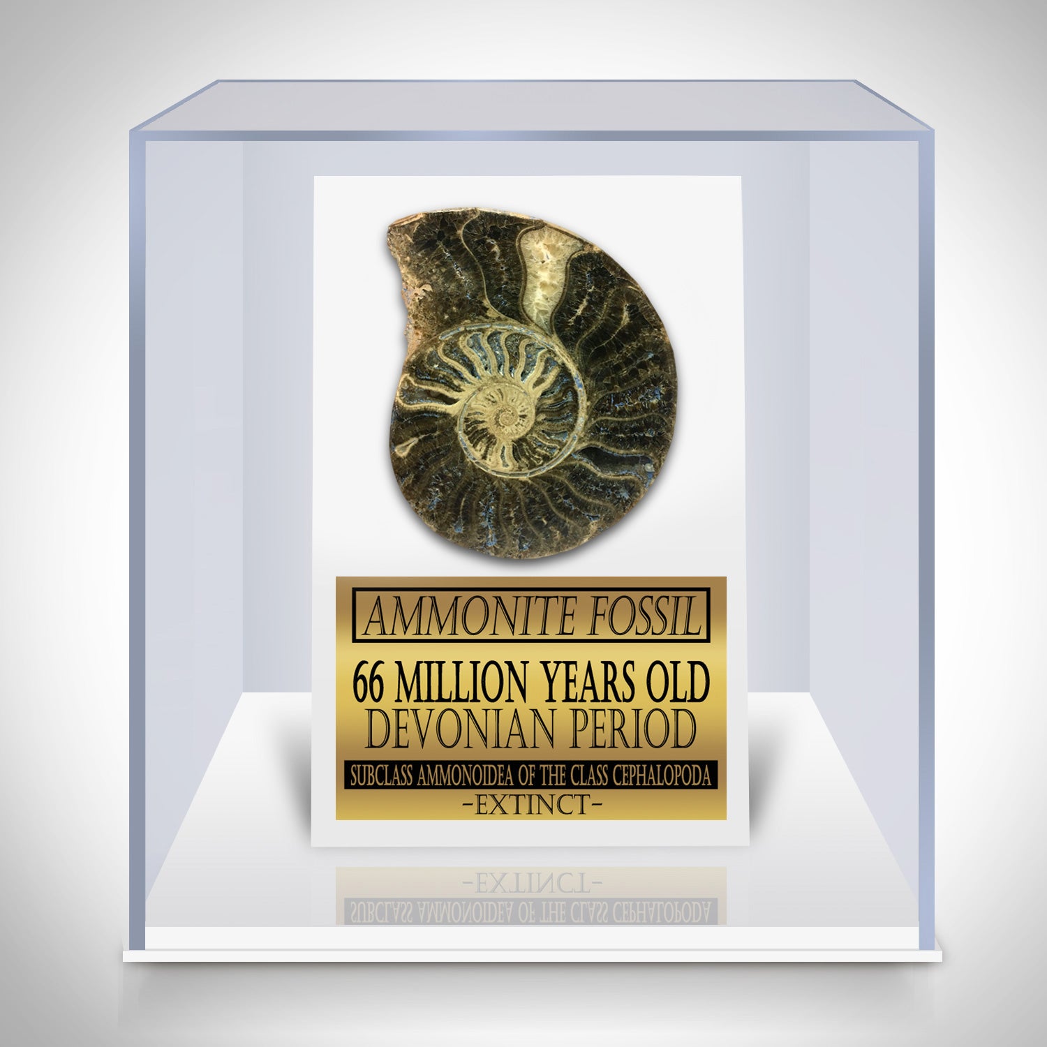 Authentic Giant Ammonite Shell Fossil Displayed In A Rare-T Exclusive ...